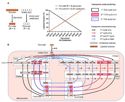 Labeling Patterns From Mammalian Metabolic Networks Are Complex And