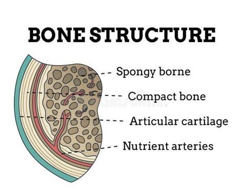 Bone Structure Biology Educational Poster Design Scheme Of Human Bone