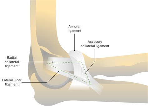 Lateral Collateral Ligament Elbow