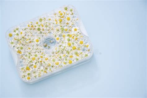 Drying Medicinal Herbs Chamomile Inflorescences Dryer For Vegetables