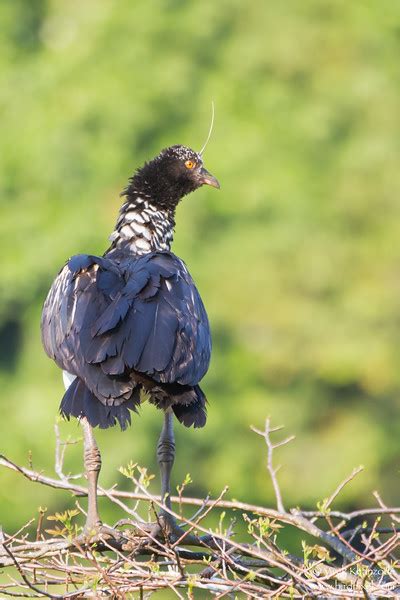 Horned Screamer Birdpixel