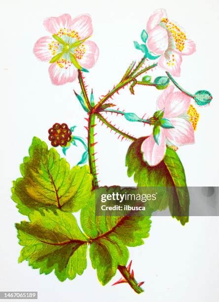 Antique Botany Illustration Of Wild Flowers Common Bramble Blackberry