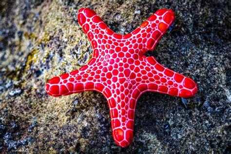 Respiración Cutánea Qué Es Características Y Ejemplos De Animales