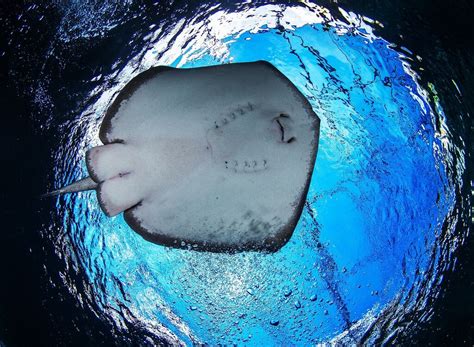 Two Oceans Aquarium Meet The Largest Stingray Species In The World
