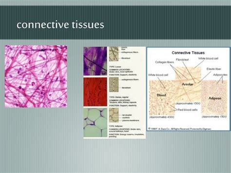 Ppt Human Body Tissues Epithelial Connective Muscle And Nervous