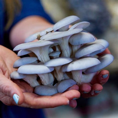 Blue Oyster Mushroom Grow Kit Stuffed Mushrooms Oysters Mushroom Kits