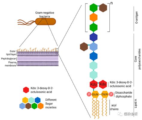 文献分享 测序结果分析利器（三） K抗原和o抗原分型 哔哩哔哩