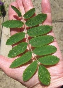 Leaf Pinnate Tree Guide UK Tree ID By Pinnate Leaf