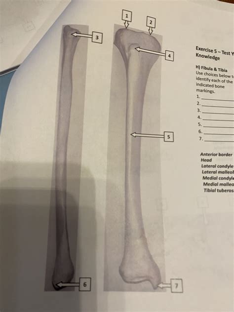 Fib And Tib Diagram Quizlet Fib And Tib Diagram Quizlet
