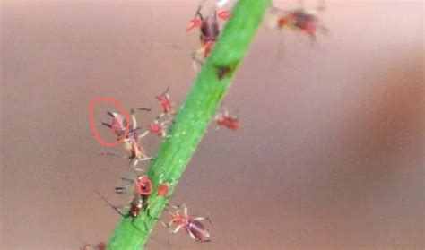 14 Plants That Repel Aphids Sprouting Fam