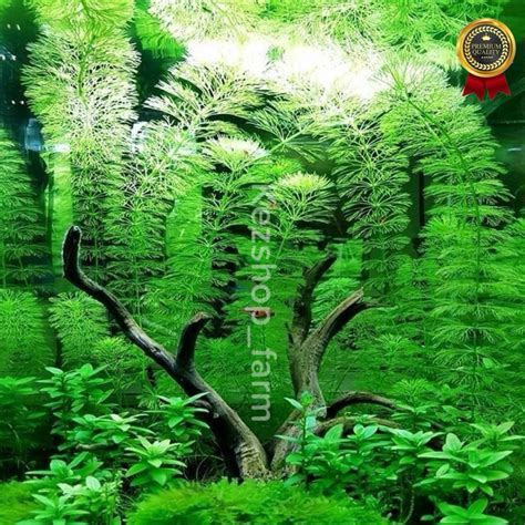 Jual Tanaman Air Aquascape Limnophila Satu Kantong Plastik Kecil
