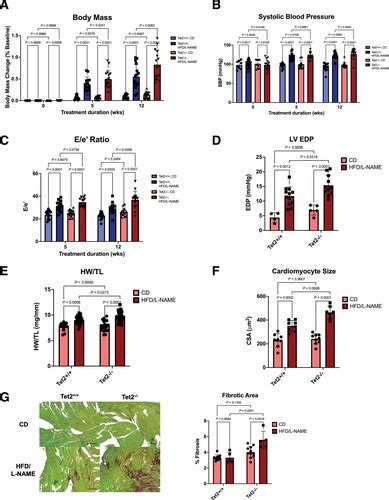 Clonal Hematopoiesis In Clinical And Experimental Heart Failure With