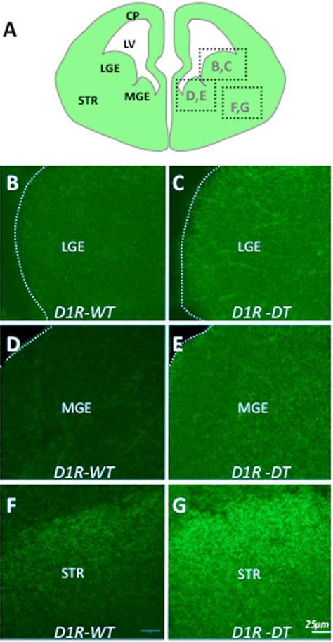 Figure 1 From A Transgenic Mouse Model Of Neuroepithelial Cell Specific