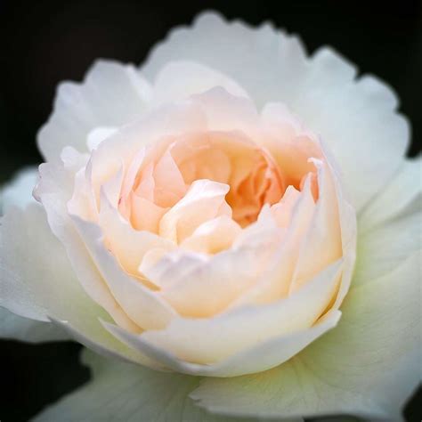 Bolero A Fragrant Rose Worthy Of The Spotlight Rosapedia