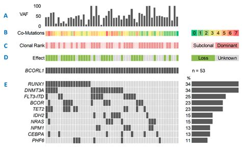 mutational spectrum of bcorl1 mutated aml a bcorl1 variant allele
