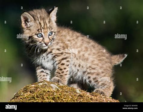 Bobcat Newborn Closed Eyes