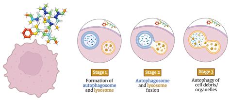 Depsipeptides Targeting Tumor Cells Encyclopedia Mdpi