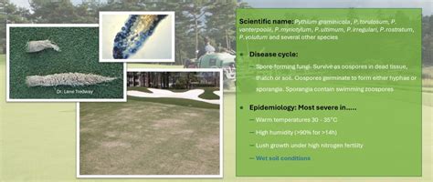 Pythium Panic Rather Be Safe Than Sorry Syngenta Turf And Landscape