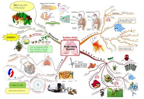 Respiratory Concept Map