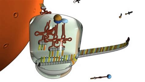 Within The Ribosome Multiple Trna Molecules Bind To The Mrna Strand In