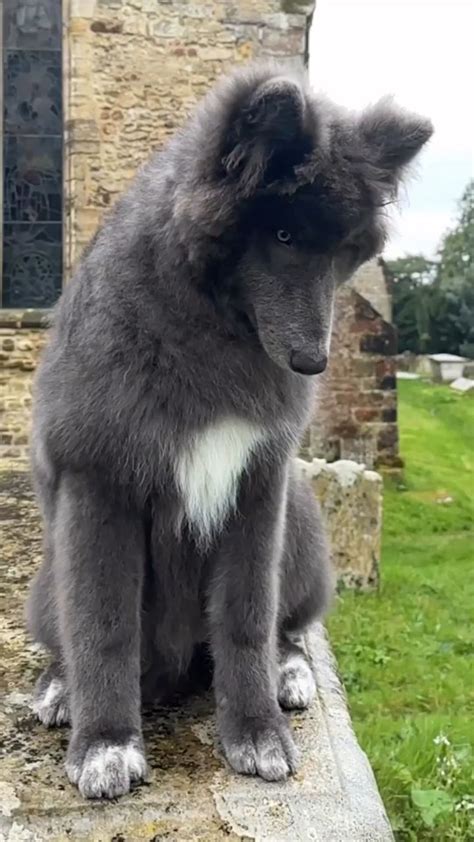 63 Blue Bay Shepherd Ideas In 2025 Blue German Shepherd Blue Bay