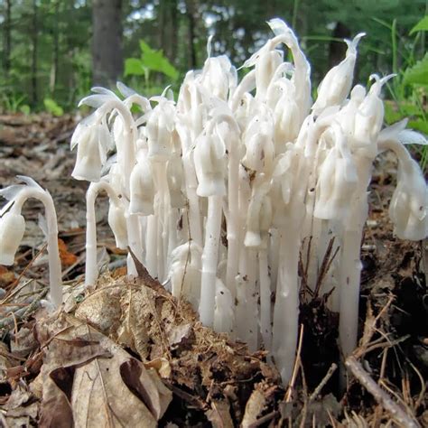 About Scary Plants Canadas Local Gardener Magazine
