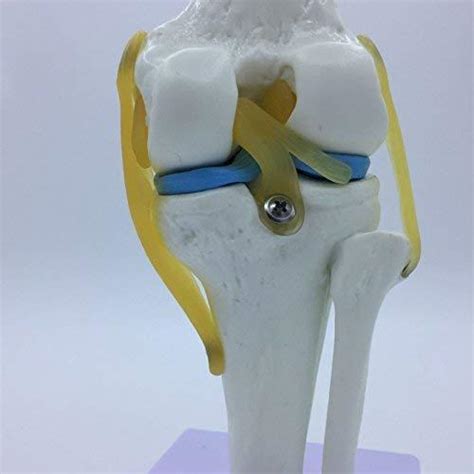 Life Size Human Knee Joint Simulation Model Medical Anatomy Buy Now