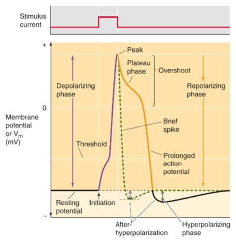 Lecture 2 Membrane And Action Potentials Flashcards Quizlet