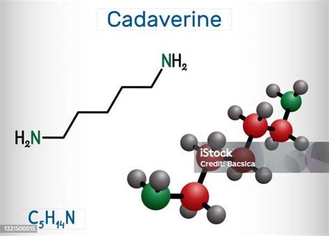 카다베린 펜타메틸렌디아민 분자 그것은 Lysine의 세균성 Decarboxylation에 의해 형성 된 파울 냄새 디아민입니다 구조적 화학 적 포뮬러 및 분자 모델 0명에