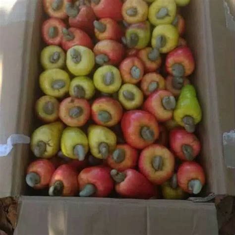 Jual Jambu Mede Shopee Indonesia