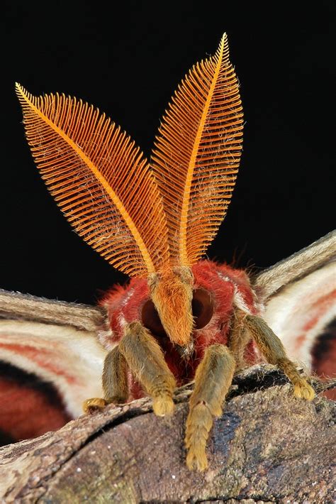 Male Atlas Moth Attacus Atlastaprobanis Saturniidae Flickr