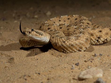 Sidewinder Snake Colorado Desert Sidewinder Rattlesnake By Tell