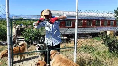 ამერიკული პიტბული ტერიერი და ცხვირის ძაღლი Pitbull Vs Wolfhound Youtube