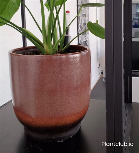 Substrate And Semi Hydroponics What To Know Before You Overwater