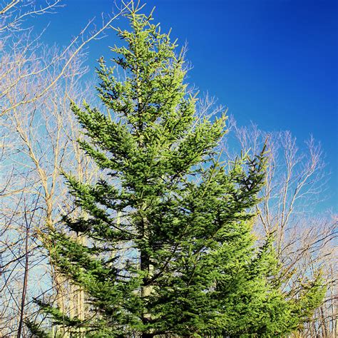 Picea Mariana Black Spruce Tree