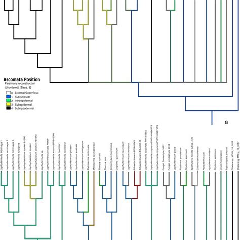 Morphological Characters Mapped Onto Its Phylogenetic Tree With The