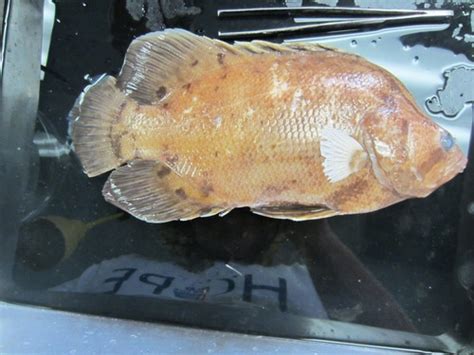 What S In The Lab Flashcards Quizlet