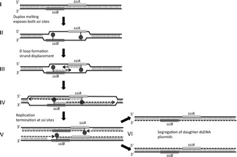 Model Of Plasmid Replication By The Strand Displacement Mechanism I Download Scientific