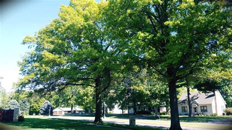 A Guide To Growing Oaks Picking A Tree Grimms Gardens