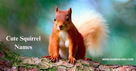 250 Cute And Unique Squirrel Names With Meaning