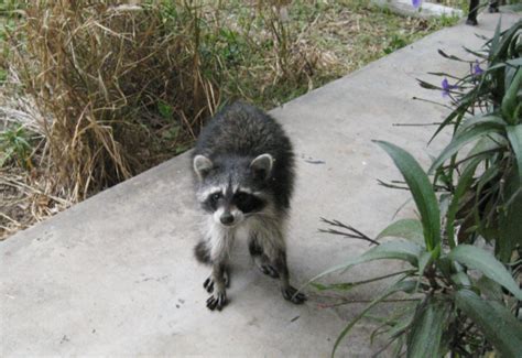 Raccoon Diseases Wildlife Pest Control