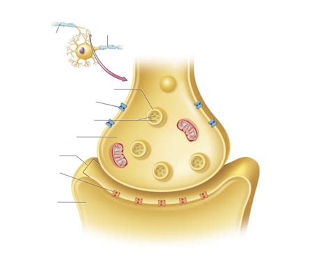 Unit 8 Bio 201 Neuro Transmitter Bind To Receptor On Post Synaptic Cell Diagram Quizlet