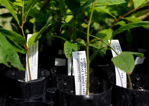 Genetically Engineered Chestnut Tree Grown In Syracuse Moves One Step
