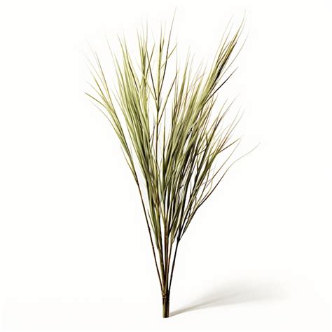 Premium Ai Image Nebraska 28 Switchgrass Muted Green A Single Leaf Hardy Drou Isolated On