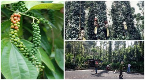 Gap Harvest Management Of Black Pepper Kirehalli