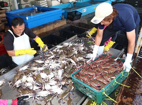 꽃게야 반갑다” 태안군 가을 꽃게잡이 드디어 시작