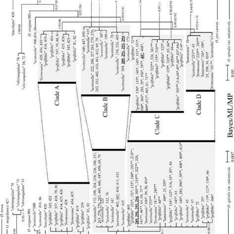 bayesian phylogenetic trees based on concatenated chloroplast regions