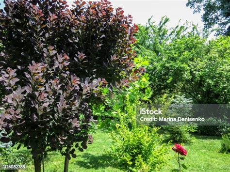 상록수 및 녹색 잔디와 아름 다운 아름 다운된 정원에서 왼쪽에 Cotinus Coggygria 로얄 퍼플의 보라색 잎 화 창 하 고 평화로운 분위기의 휴식 0명에 대한 스톡