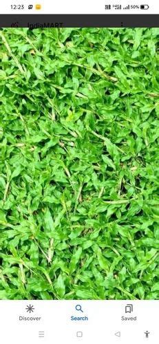 Green Pearl Grass Sheet 4 Feet At ₹ 25sq Ft In Bengaluru Id