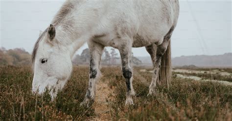 들판에서 풀을 뜯는 말 사진 Unsplash의 바깥 이미지